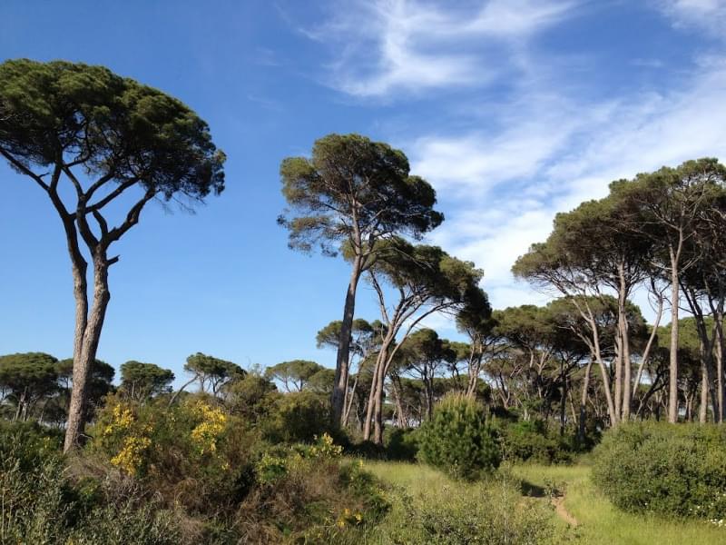 Le 10 Foreste più grandi d'Italia